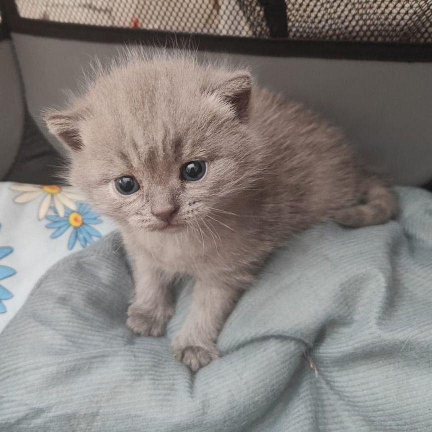 Британский длинношёрстный котёнок