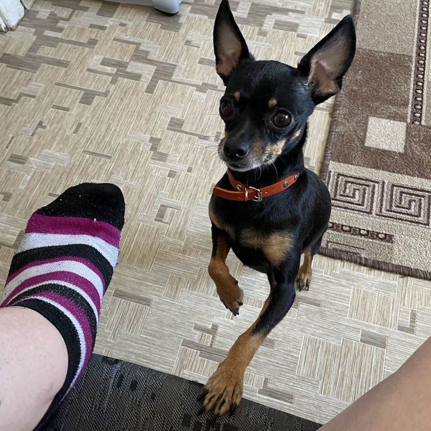 Русский той-терьер, взрослая собака