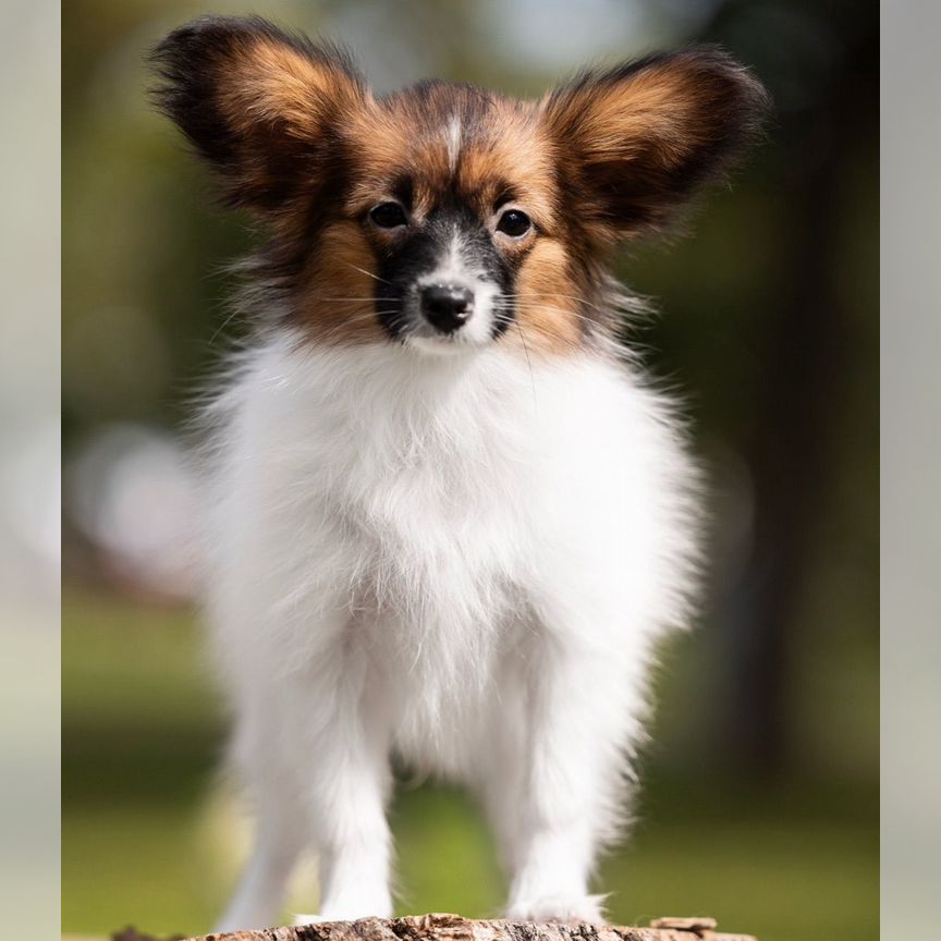 Boy Papillon