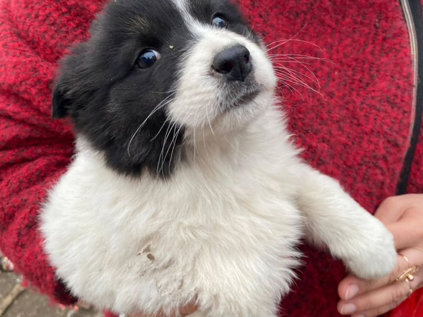 Щеночки-медвежата ищут дом