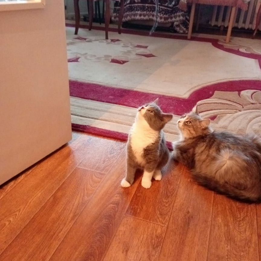 Котята в добрые руки