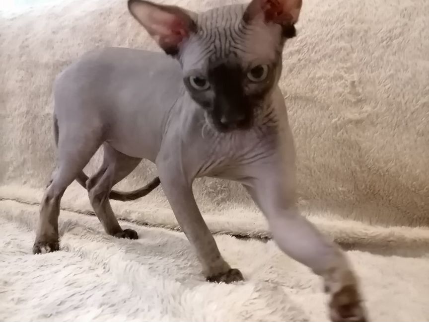 Котята Сфинксы