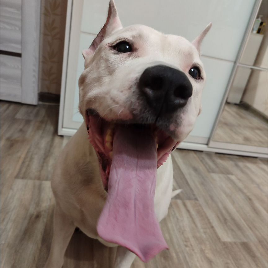 Американский стаффордширский терьер, взрослая собака