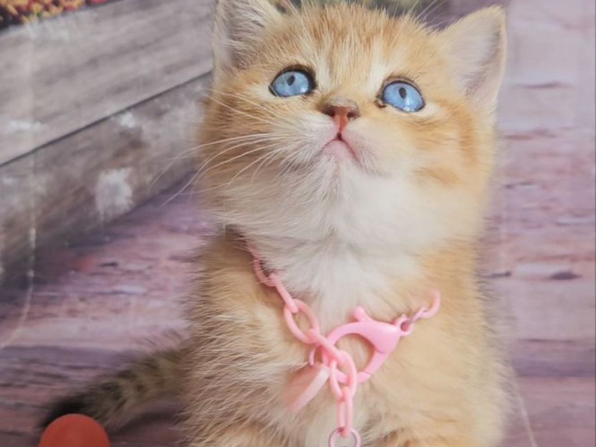 Кошка в золотом окрасе дгг