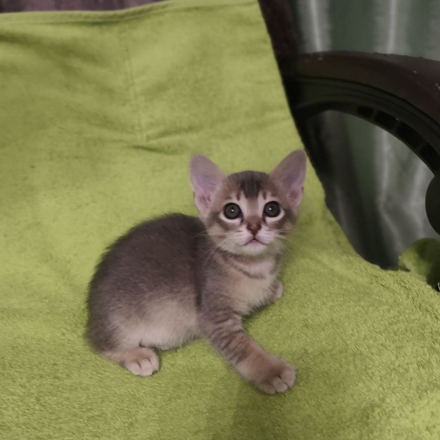 Европейский бурманский котёнок