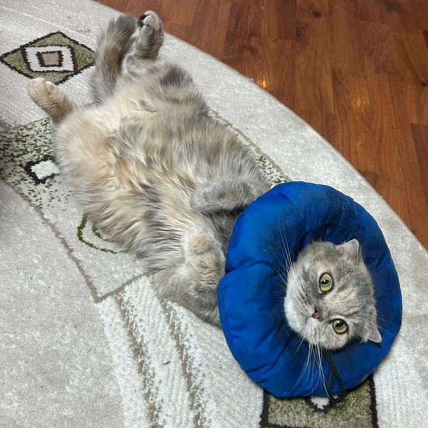 Отдам в хорошие руки