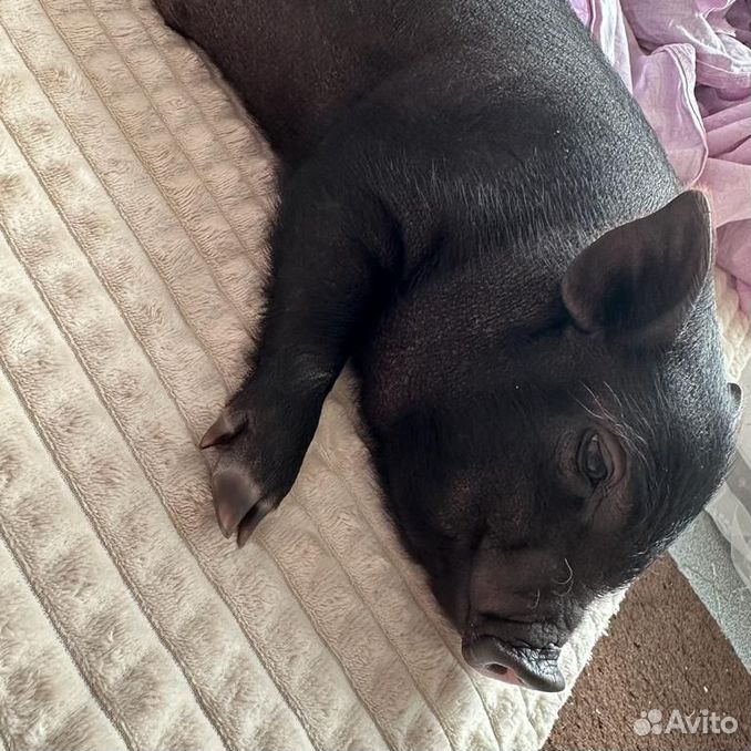 Mini pig