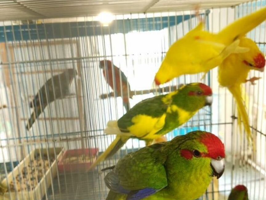 Попугаи новозеландский (какарик)