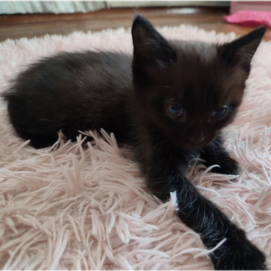 Котёнок в добрые руки