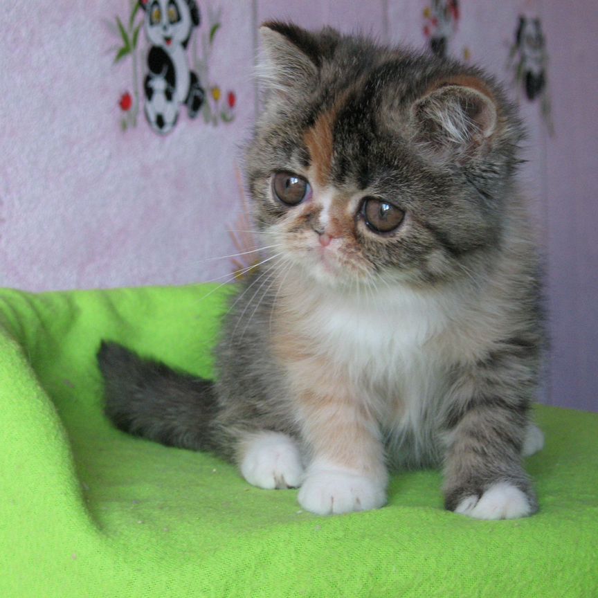 Экзотическая кошечка