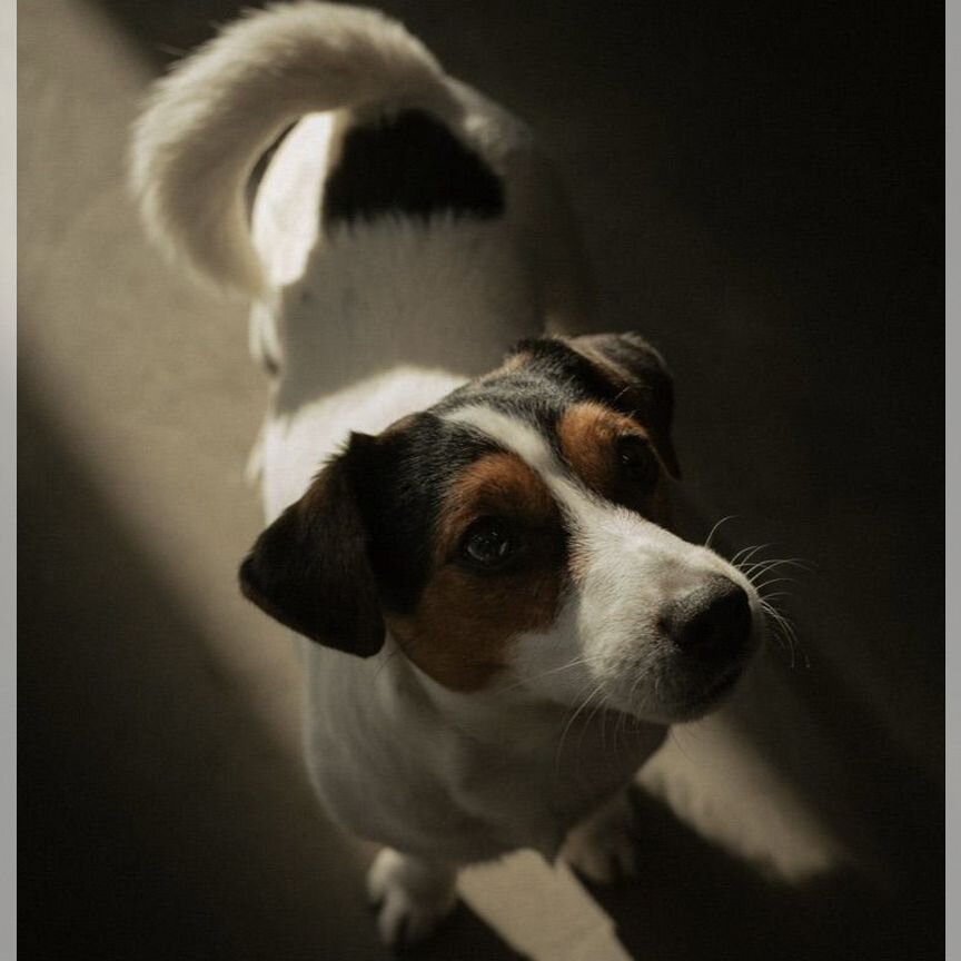 Джек-рассел-терьер, вязка