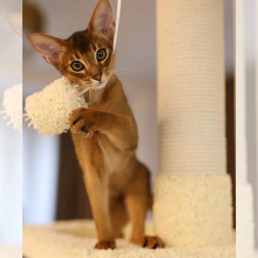 Аббисинские котята с документами