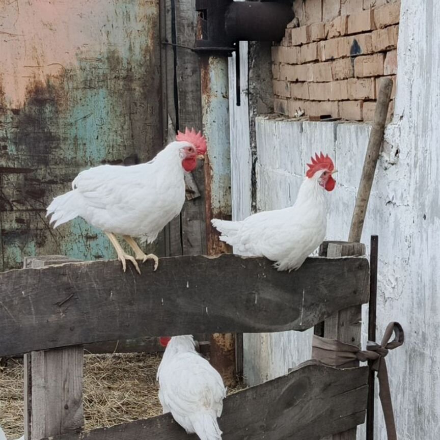 Молодые петушки