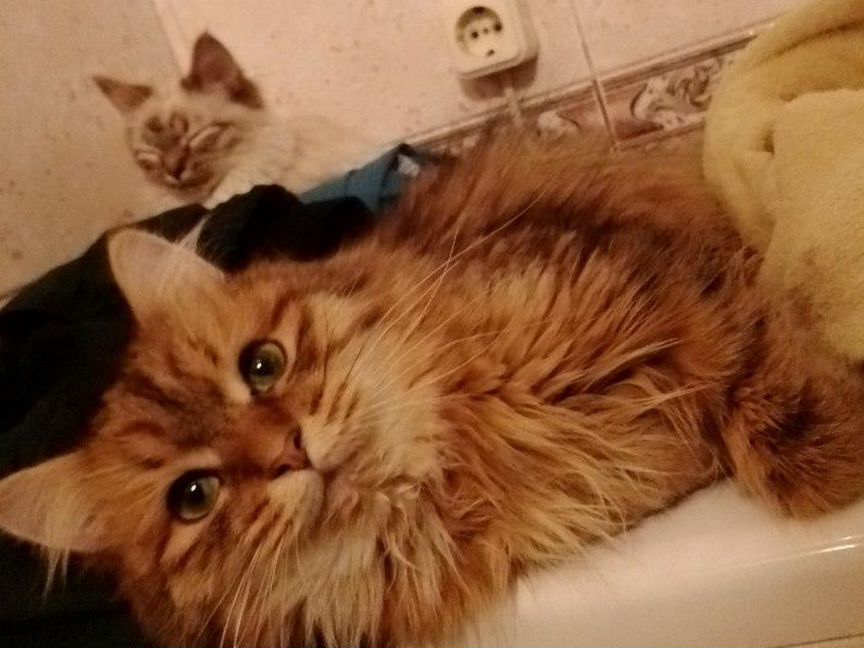 Сибирский котик 6 месяцев