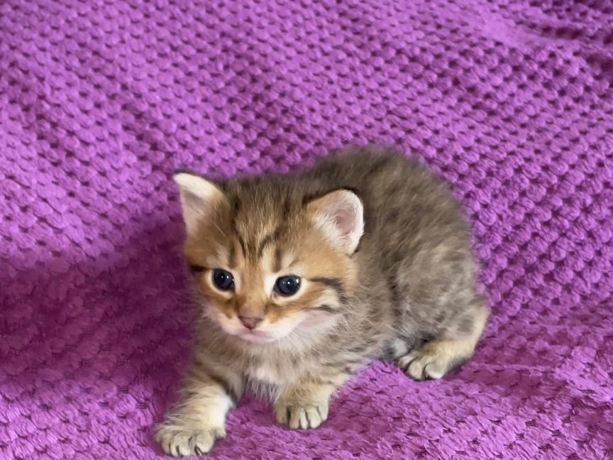 Шотландские котята от золотистой шиншиллы