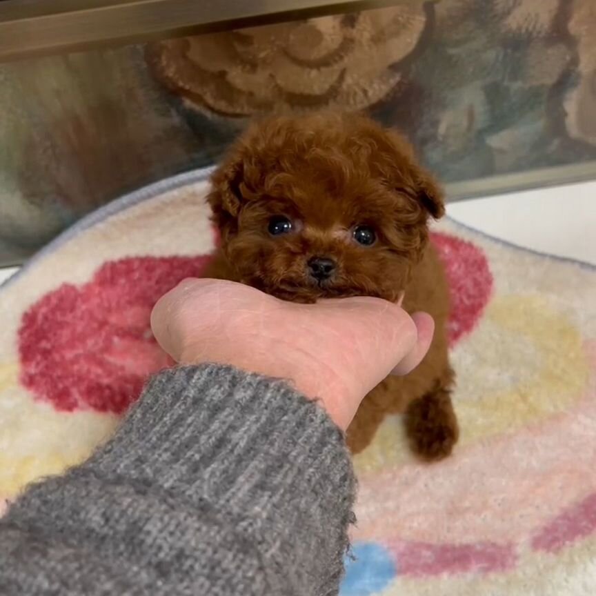 Мальчик из Китая