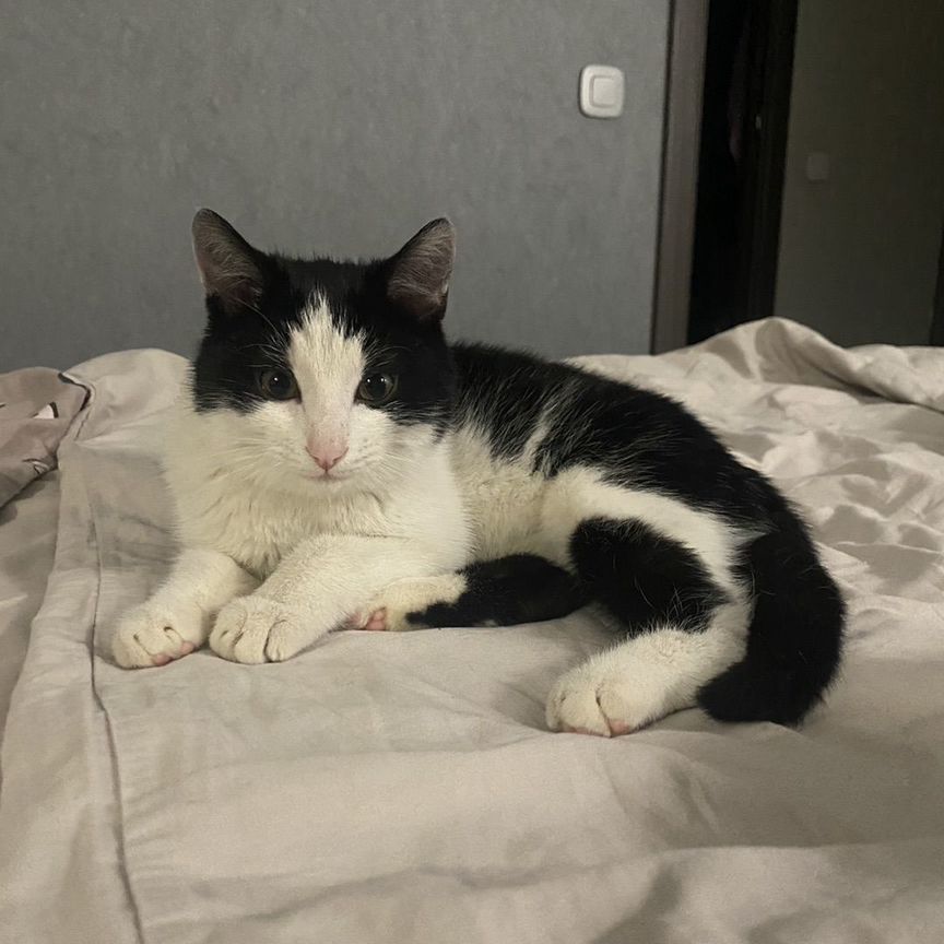 Котенок мальчик 4 мес