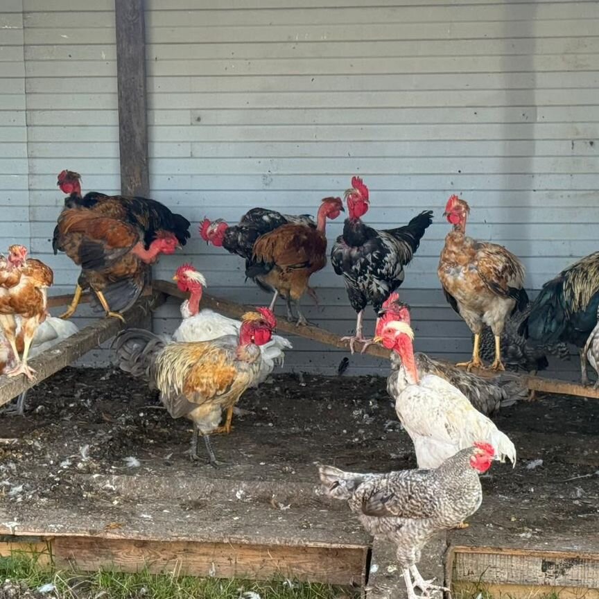 Продажа питухи