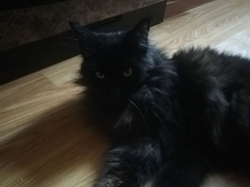 Отдам в хорошие руки майн куна