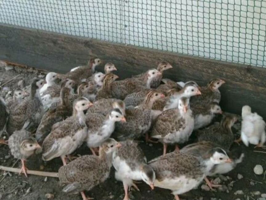 Цесарки 1,5 месячные