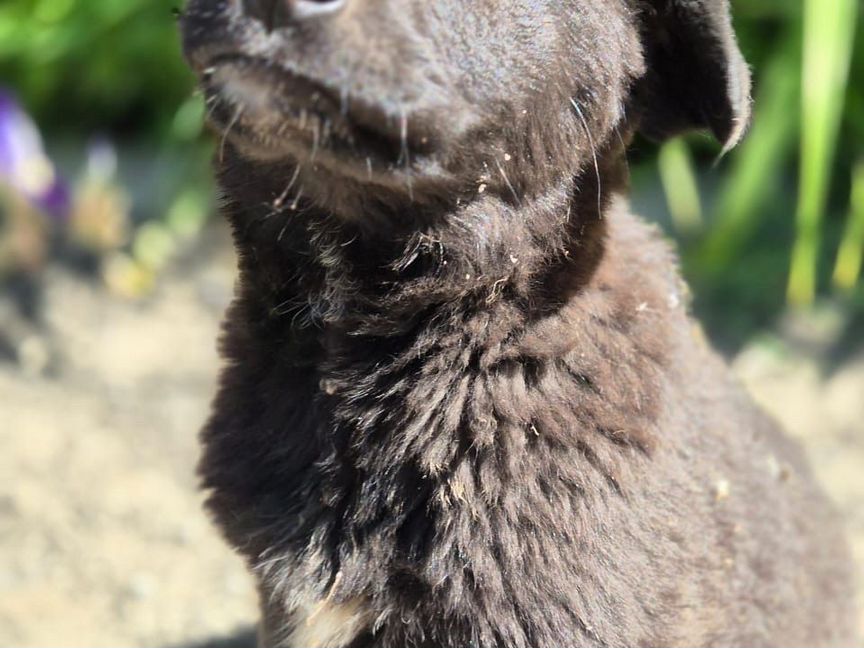 Шикарный щенок-мальчик в добрые руки