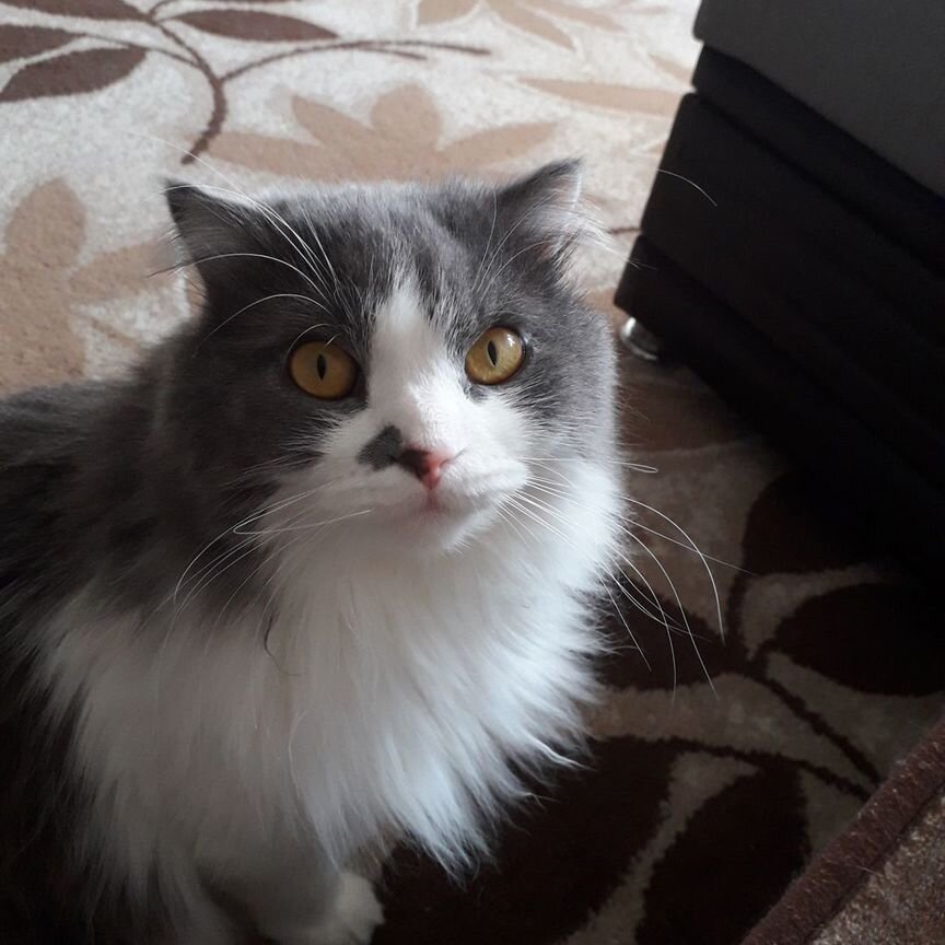 Домашние животные бесплатно