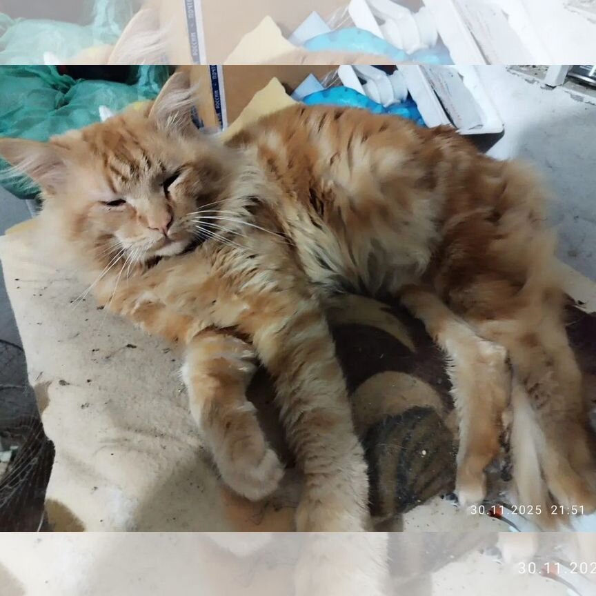 Мейн-кун котёнок