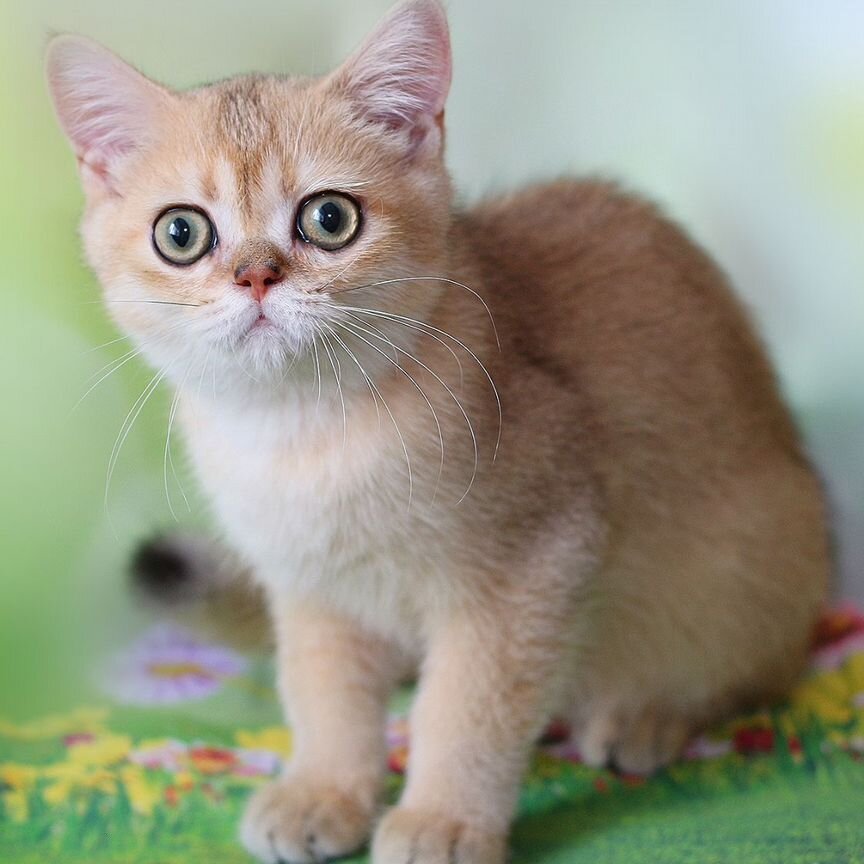 Золотой мальчуган