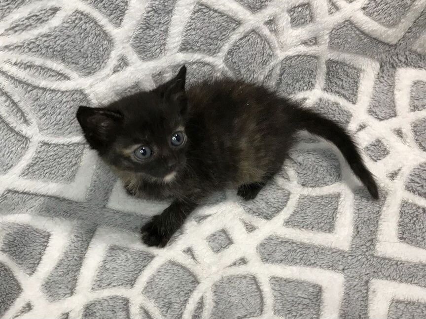 Котёнок в дар, в добрые руки