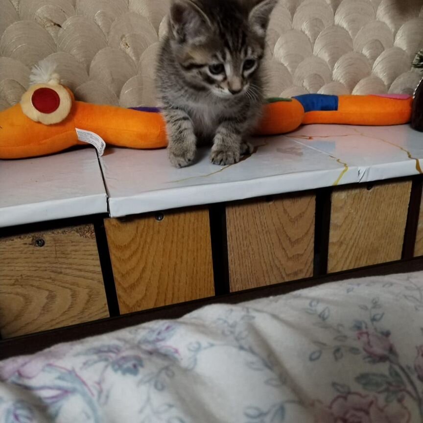 Котята малыши в добрые руки