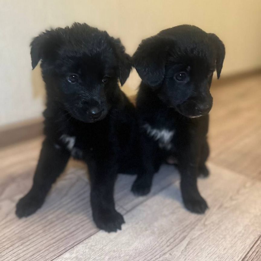 Щенки девчонки