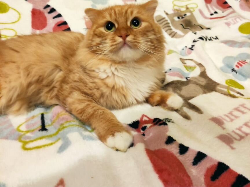 Шотландец Марсель