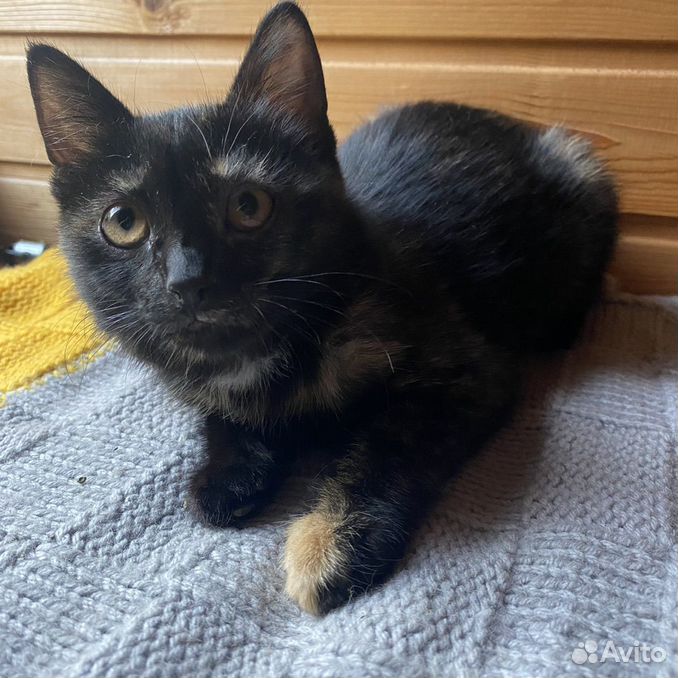 Котенок Фея