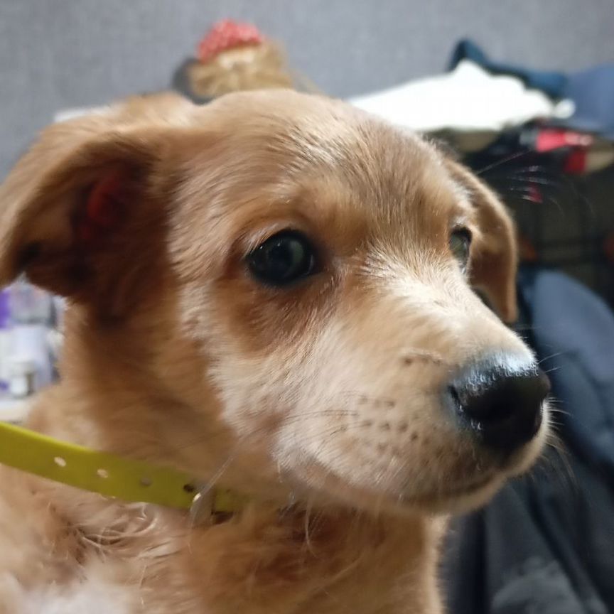 Щенок в добрые руки