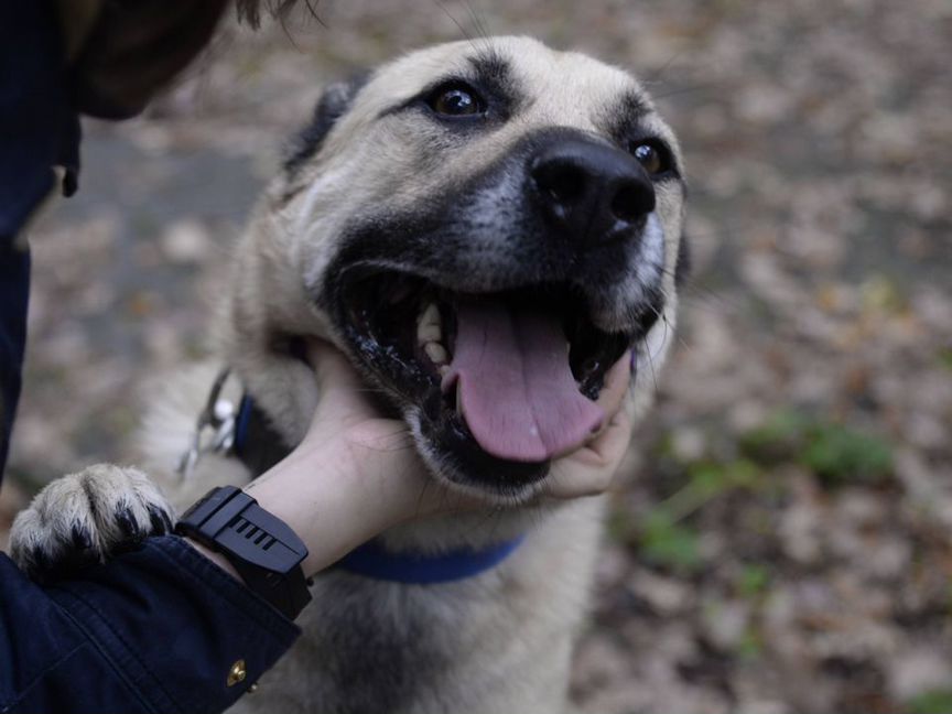 Лучший друг человека Джек ищет семью