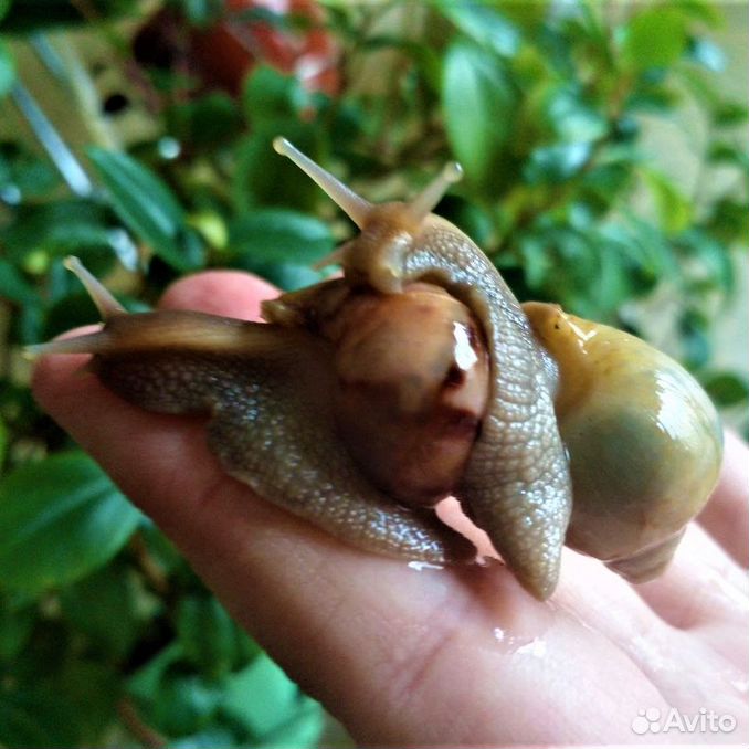 Декоративные улиточки ахатины в дар