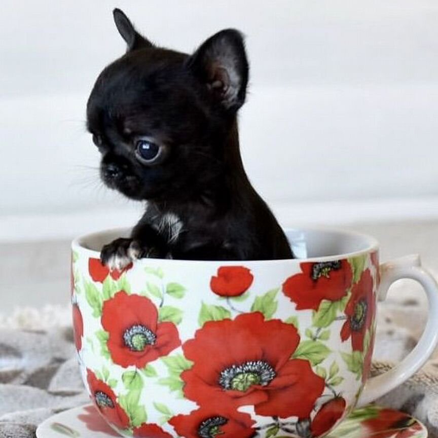 Чихуахуа микро девочка