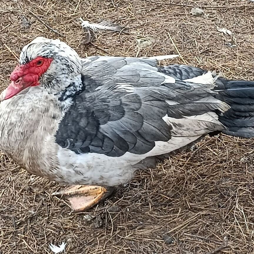 Селезень индоутки