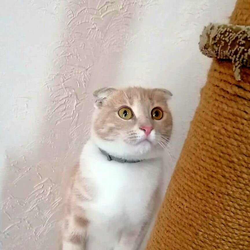 Шотландская котюня в дар