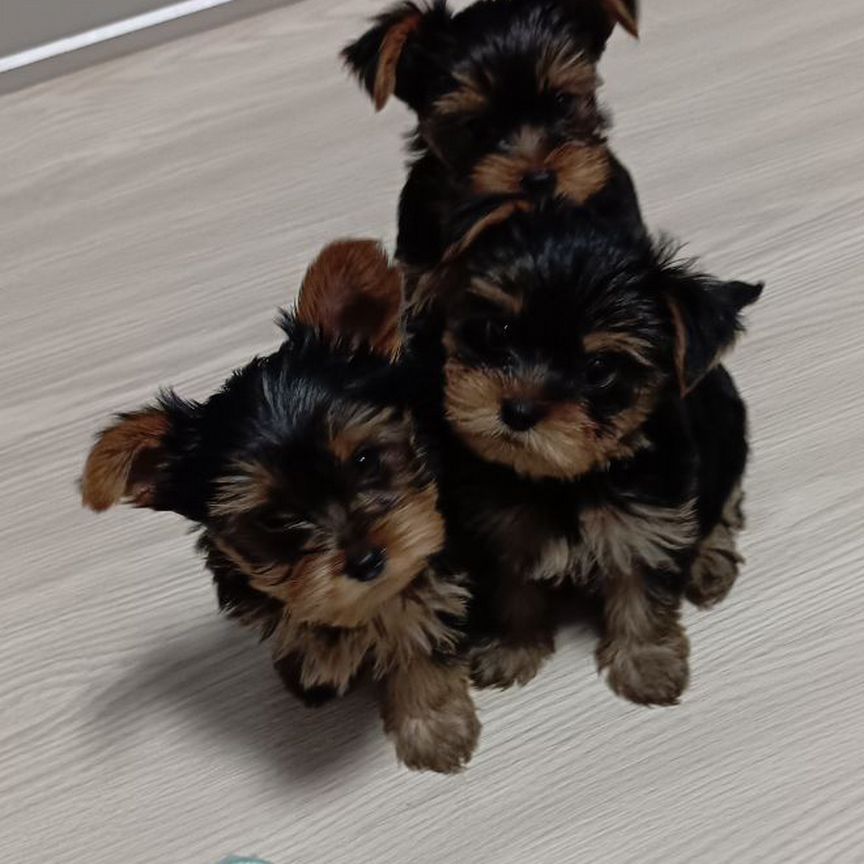 Йоркширский терьер, щенок