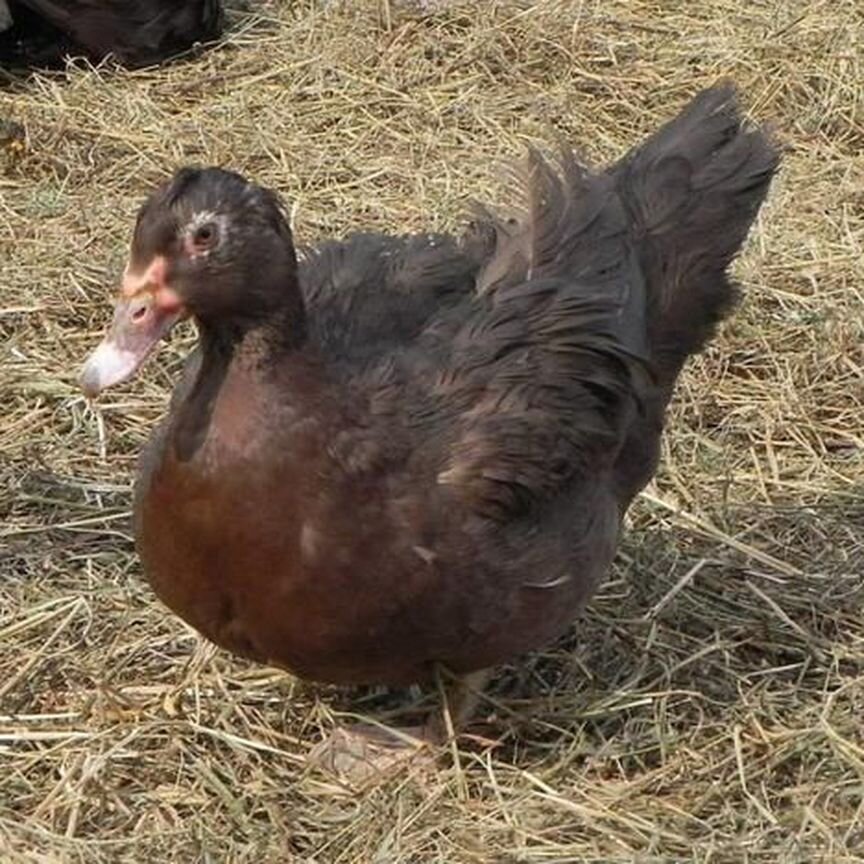 Продам гусей и индоуток