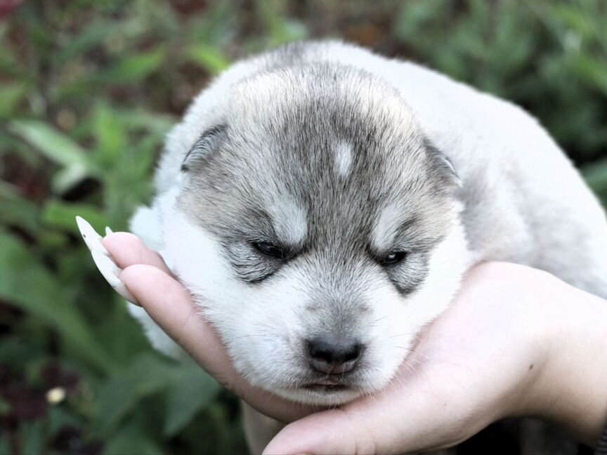 Породная девочка хаски