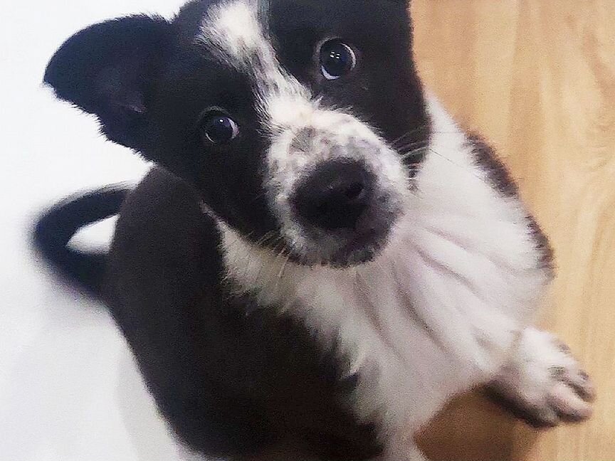 Щенок