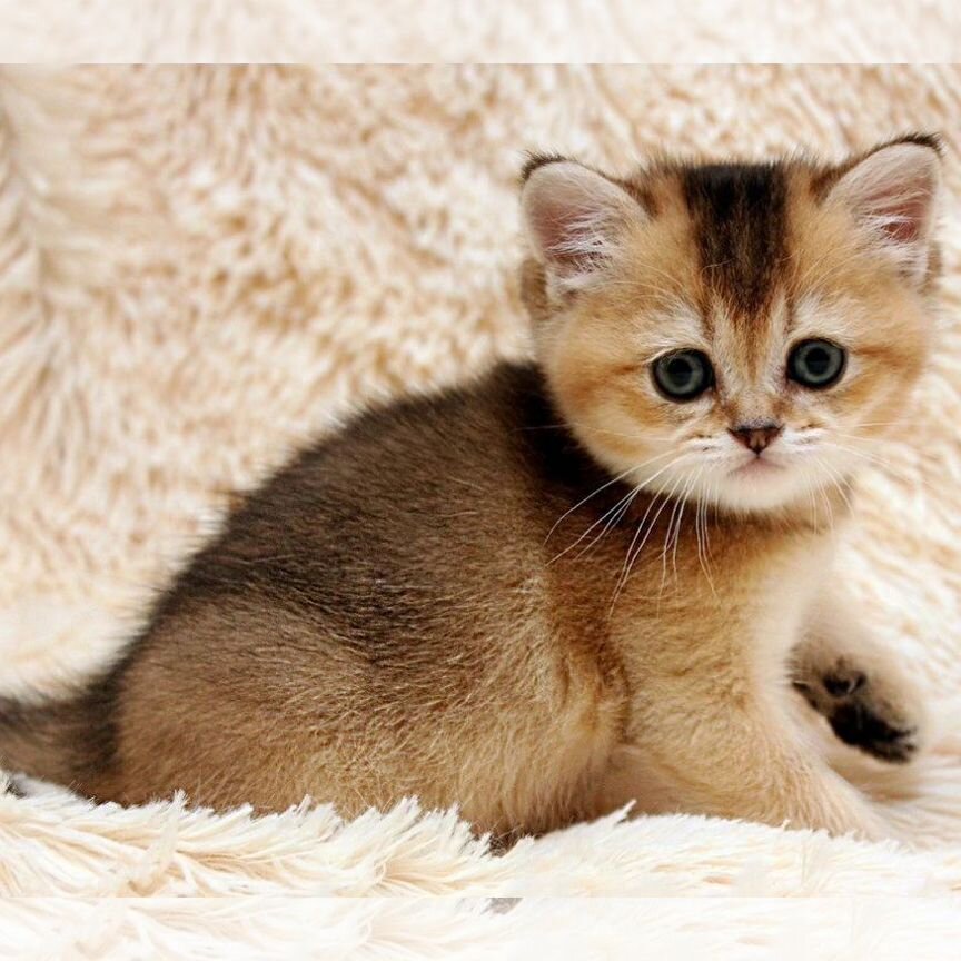 Шотландские золотые шиншиллы мальчик и девочка