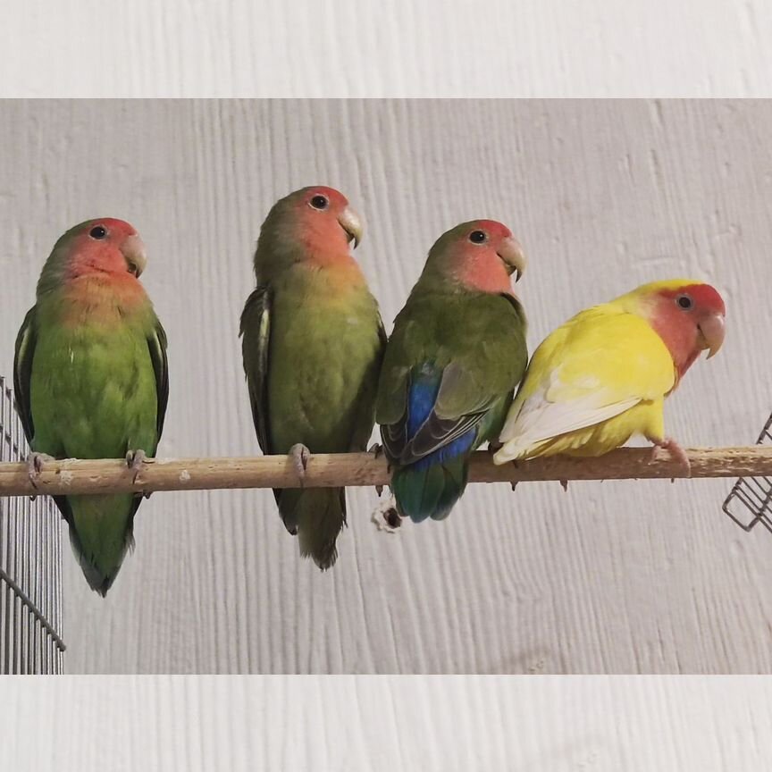 Неразлучники