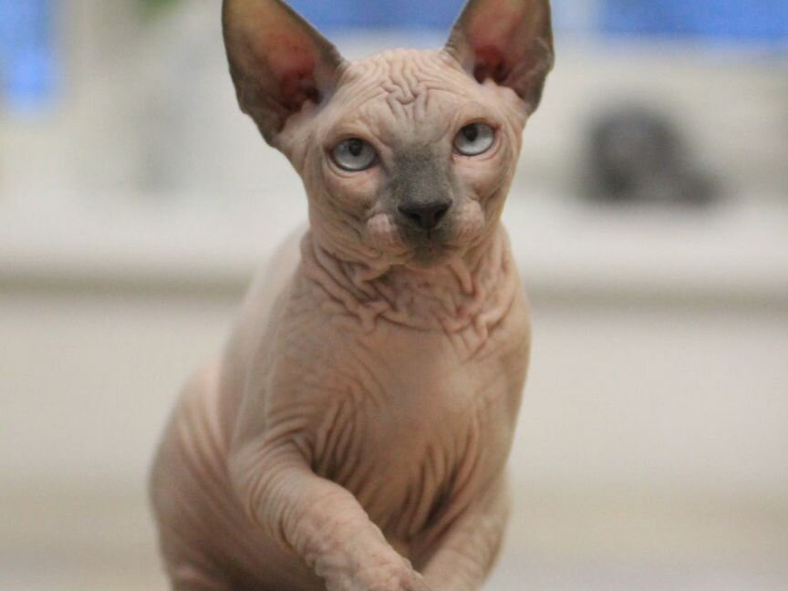 Котята Сфинкс Бамбино