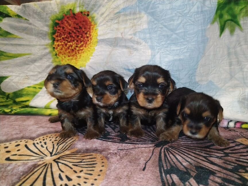 Йоркширский терьер