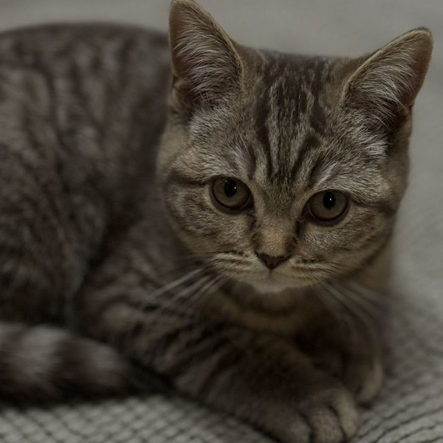 Котенок шотландец