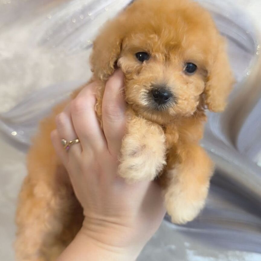 Той-пудель, щенок