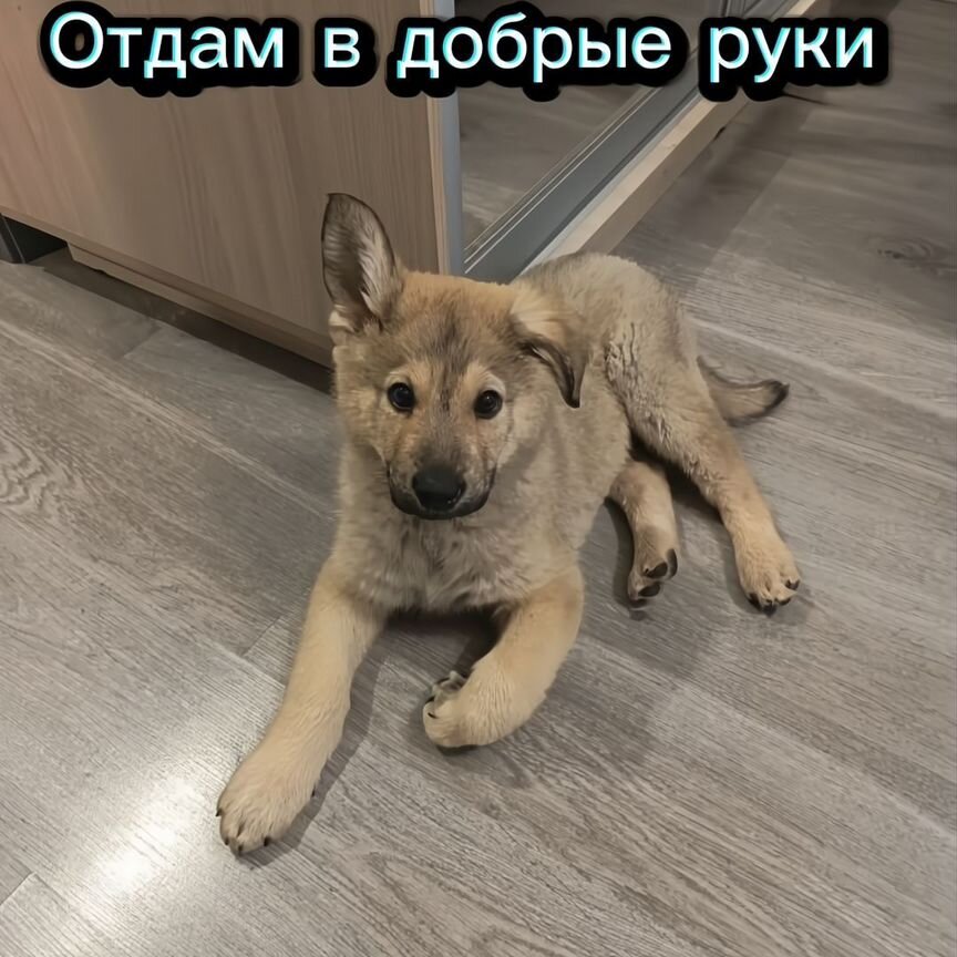 Немецкая овчарка, щенок